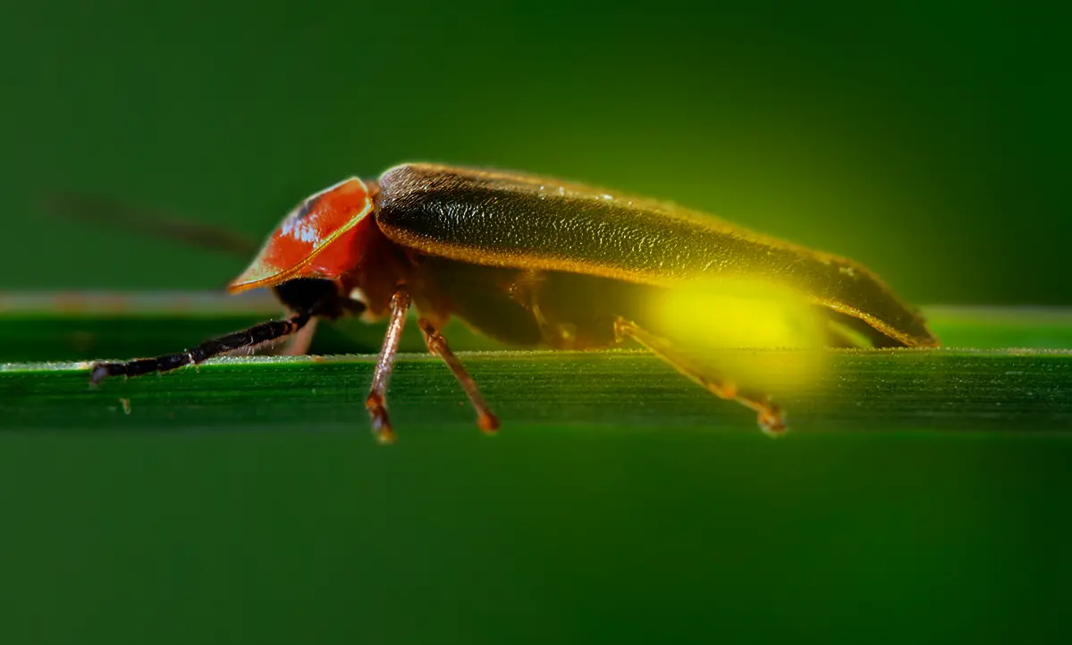 LUCIÉRNAGAS: el misterio de su luz y su aplicación en ciencia - BEonloop