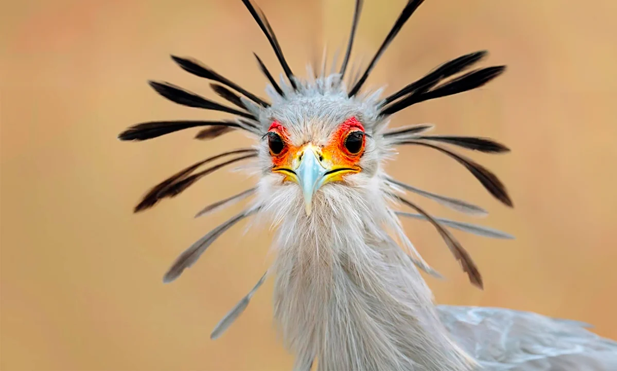 Pájaro Secretario: el ave más elegante y poderosa de Africa - BEonloop